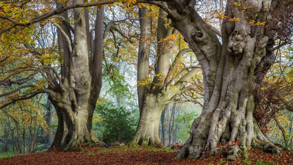 Urban Forests - Organic Solutions | Boston Tree Preservation