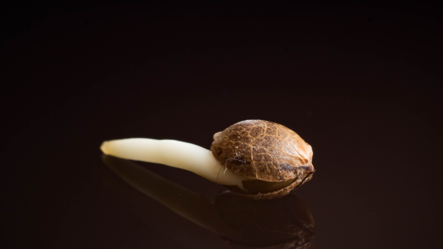 How To Germinate Cannabis Seedlings — Santa Cruz Naturals