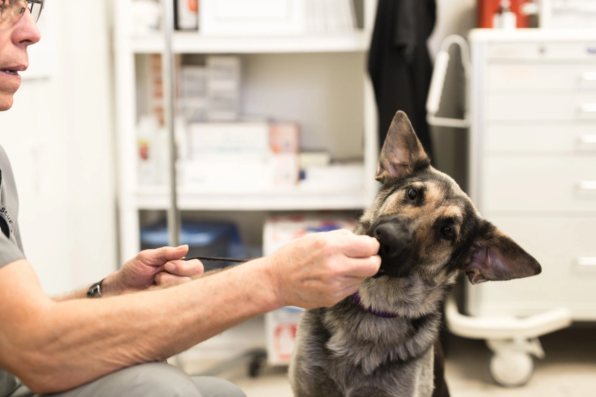 About Wright-Way — Wright-Way Rescue Veterinary Clinic | Morton Grove ...