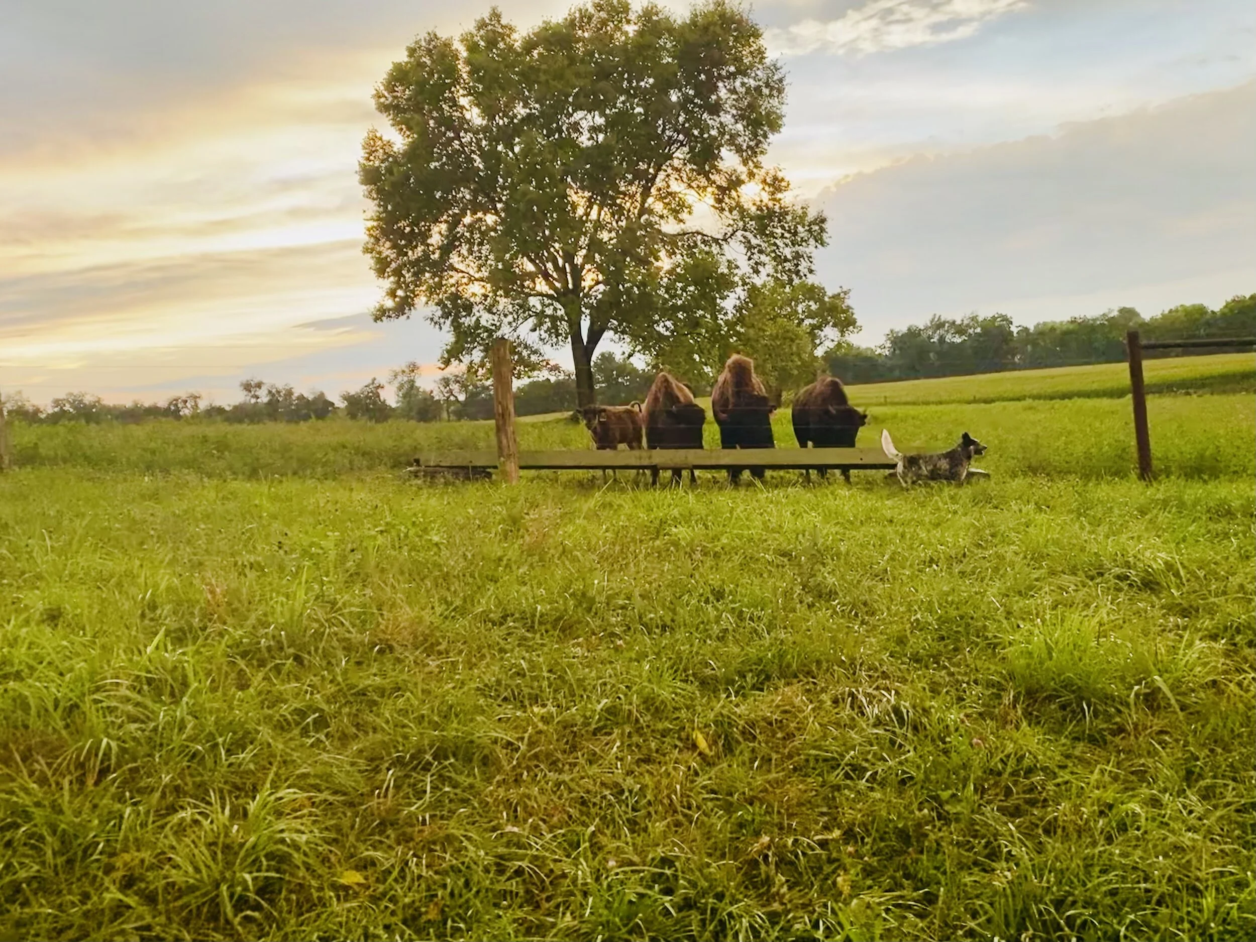 The Bison Farm