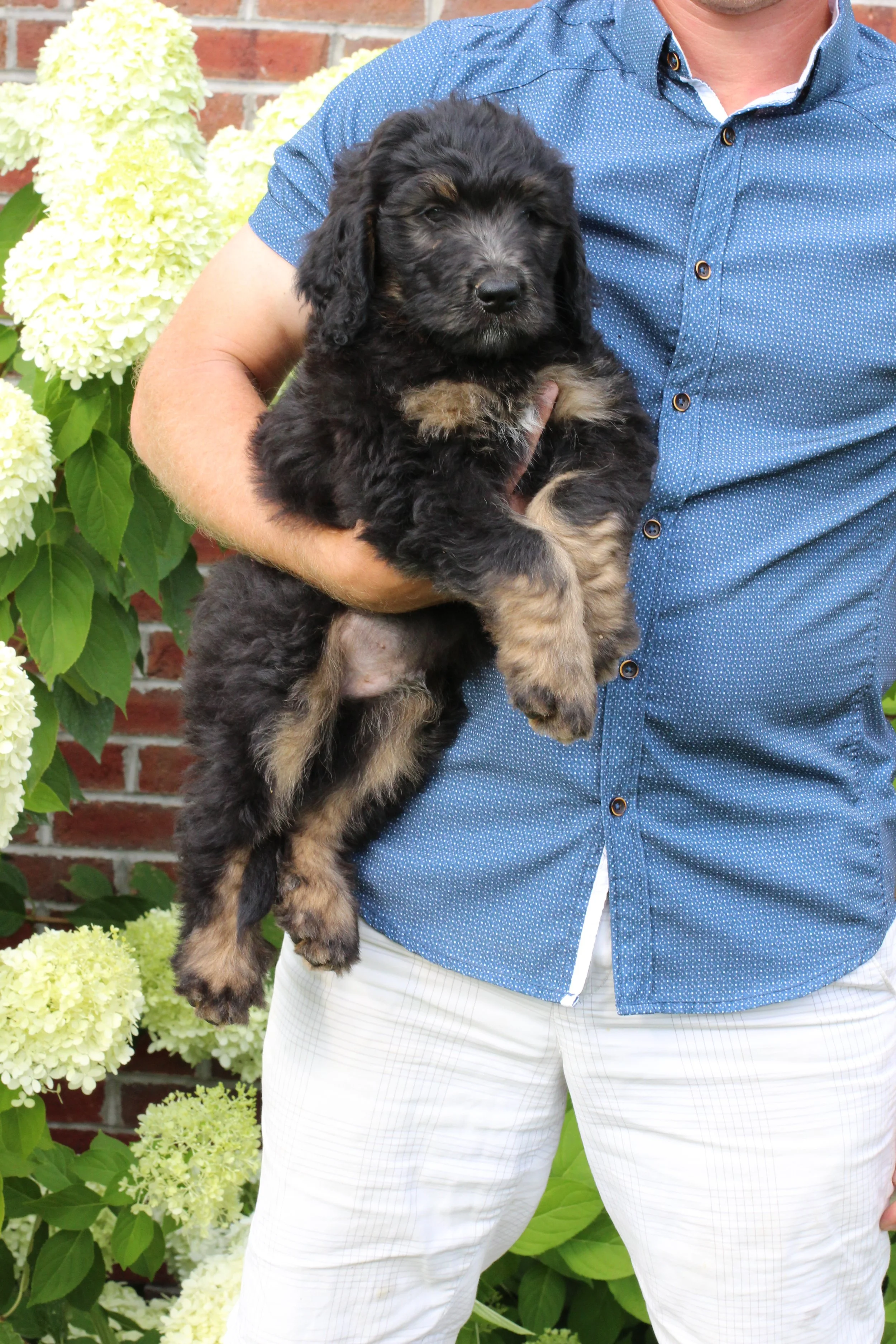 Tri Color Standard F1 Bernedoodles For Sale — Dream Valley Bernedoodles