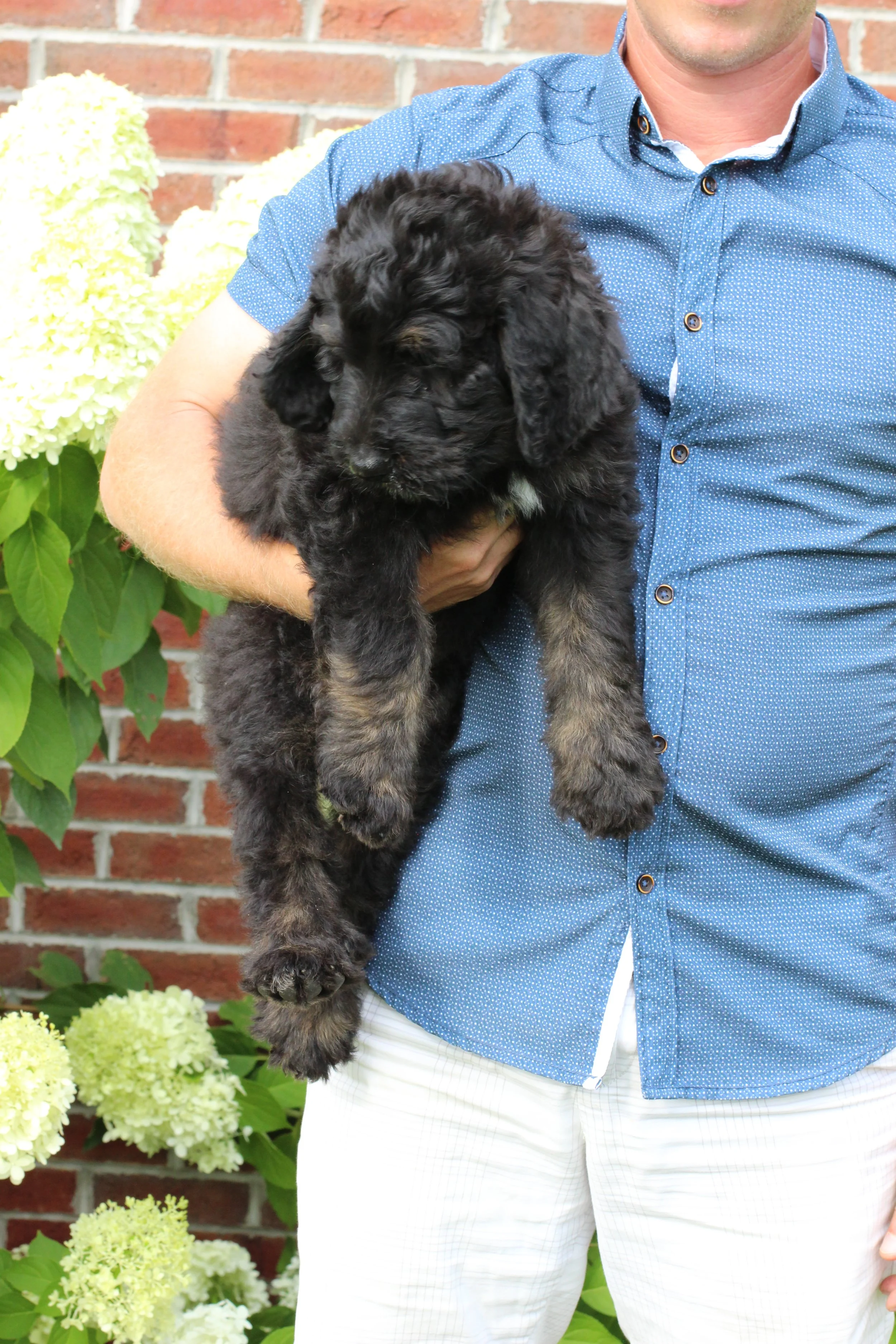 Tri Color Standard F1 Bernedoodles For Sale — Dream Valley Bernedoodles