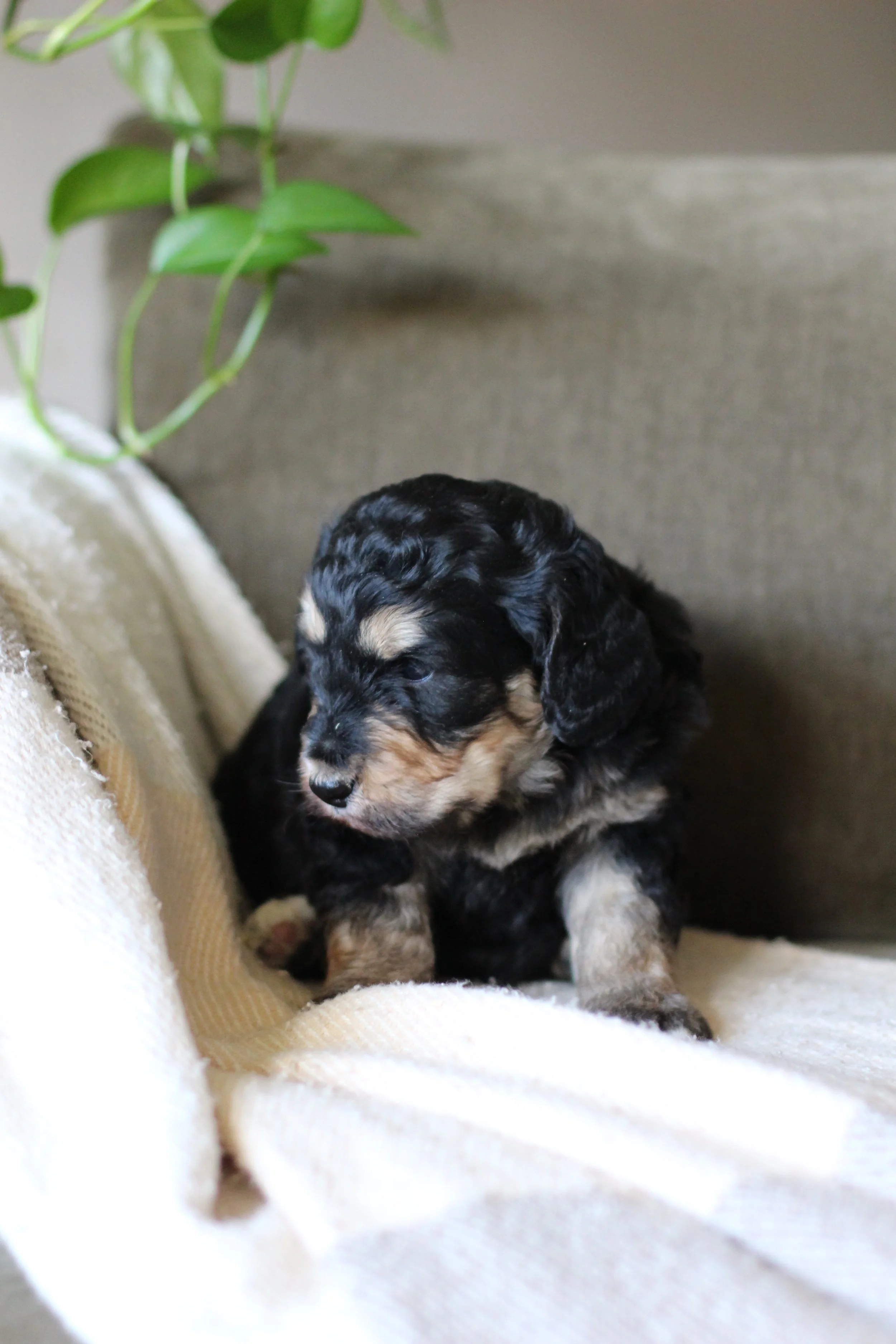 Tri Color Standard F1 Bernedoodles For Sale — Dream Valley Bernedoodles