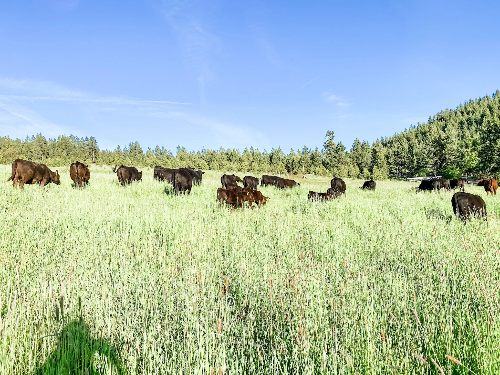 Beef Box - Wyoming Grass-Fed Beef | Ranch Raised