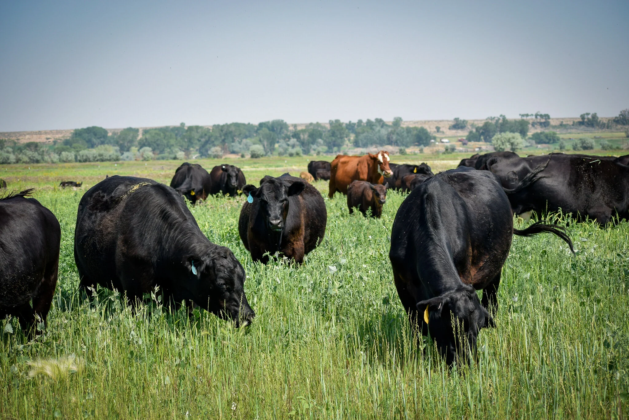 Beef Box - Wyoming Grass-Fed Beef | Ranch Raised
