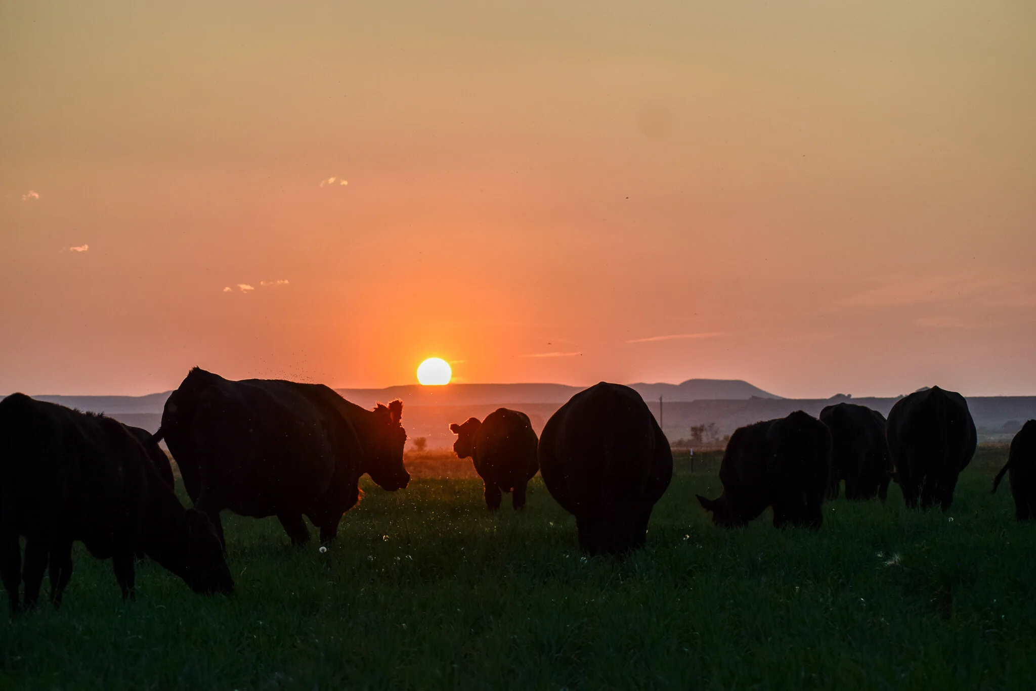 Beef Box - Wyoming Grass-Fed Beef | Ranch Raised