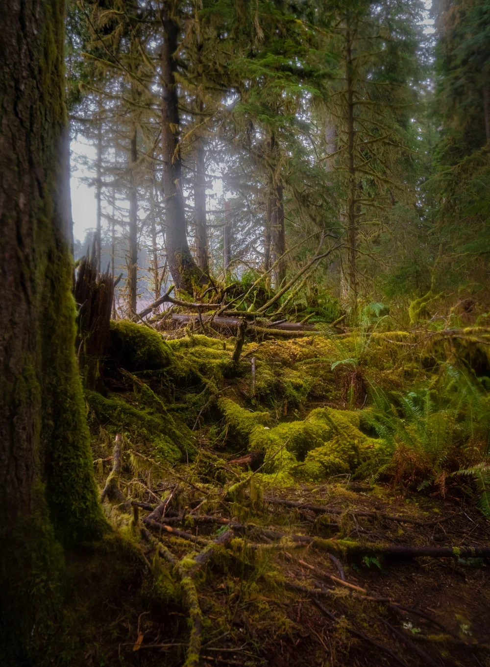 Pacific Northwest Rainforest