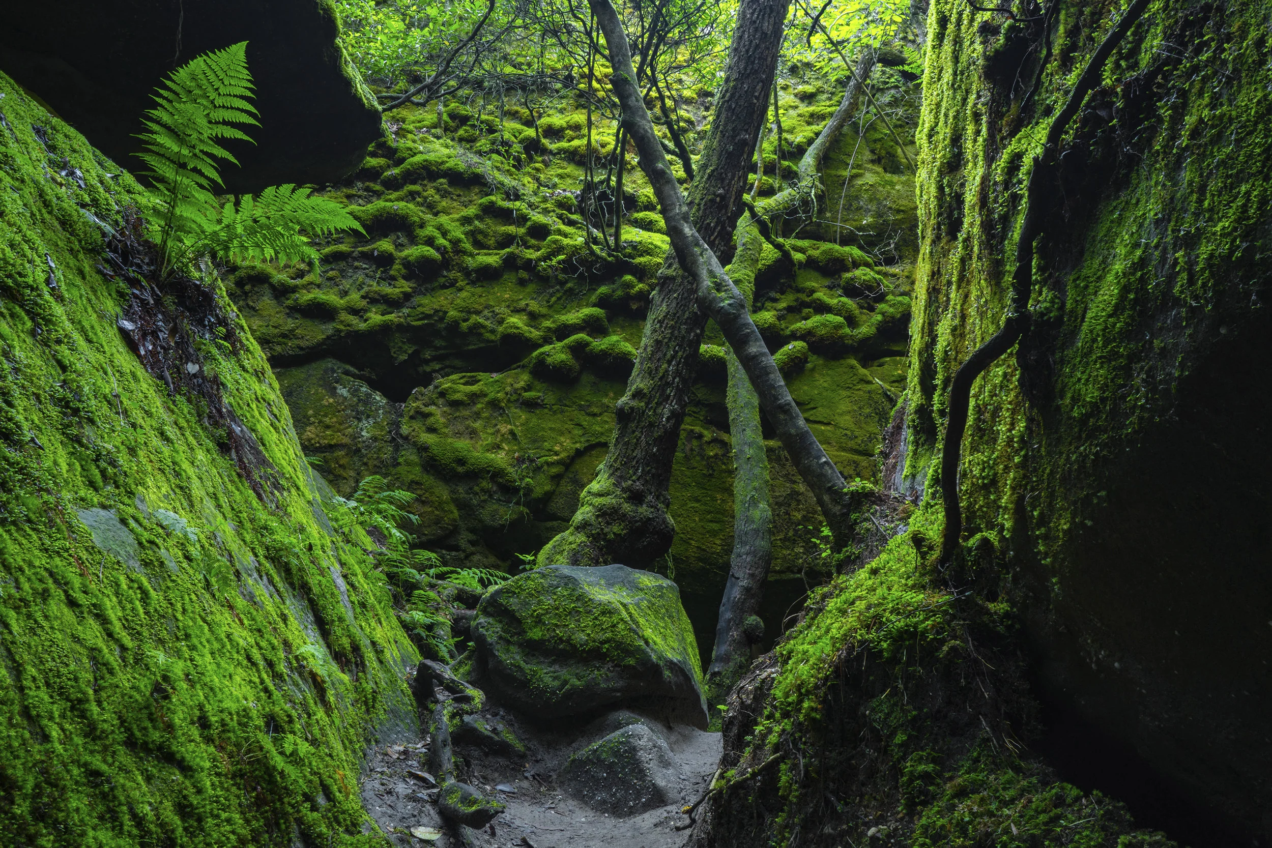 The Canyon — National Natural Landmark - Dismals Canyon