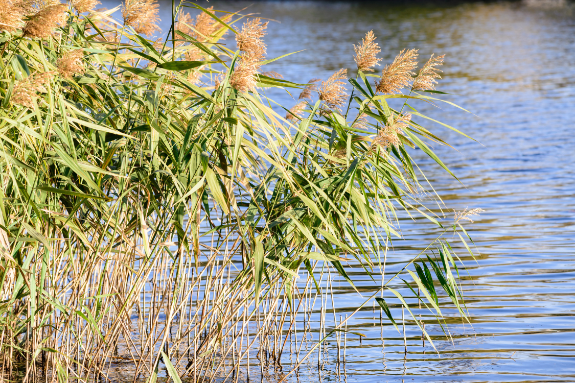 A Regional Approach to Controlling the Spread of Invasive Phragmites ...