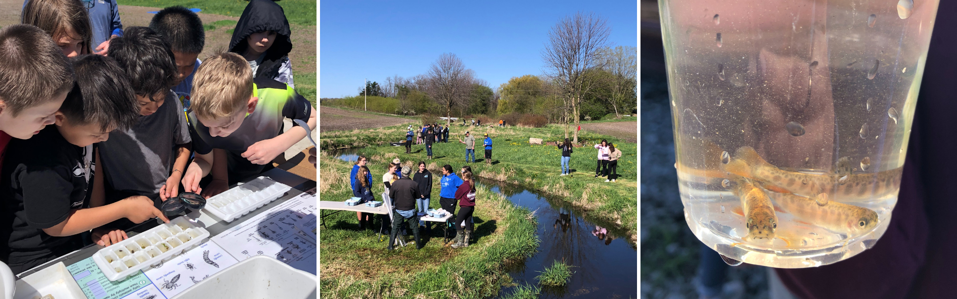 Program Highlight — Trout in the Classroom: Connecting Students to ...