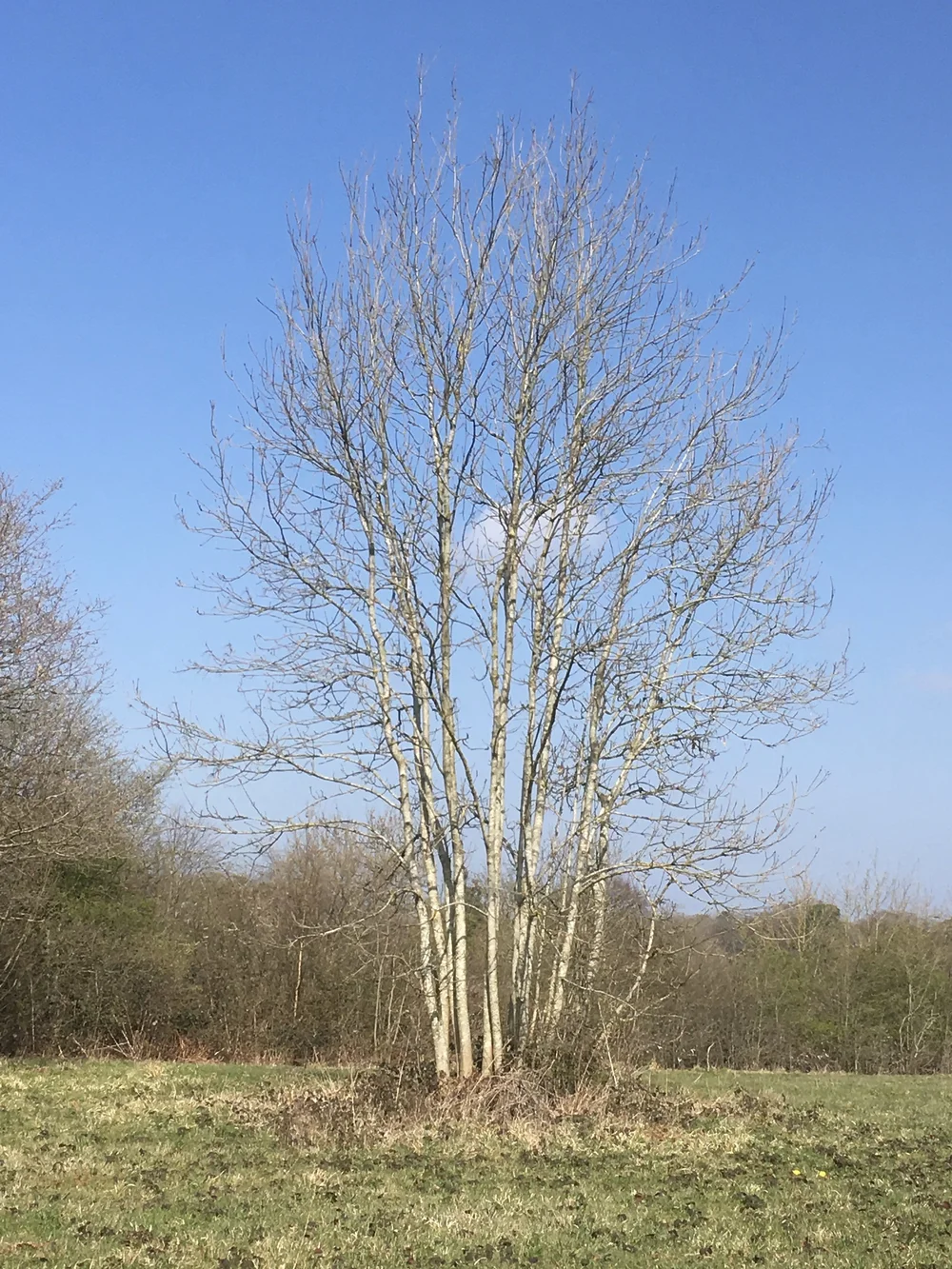 Coppiced ash — Suzanne Elson