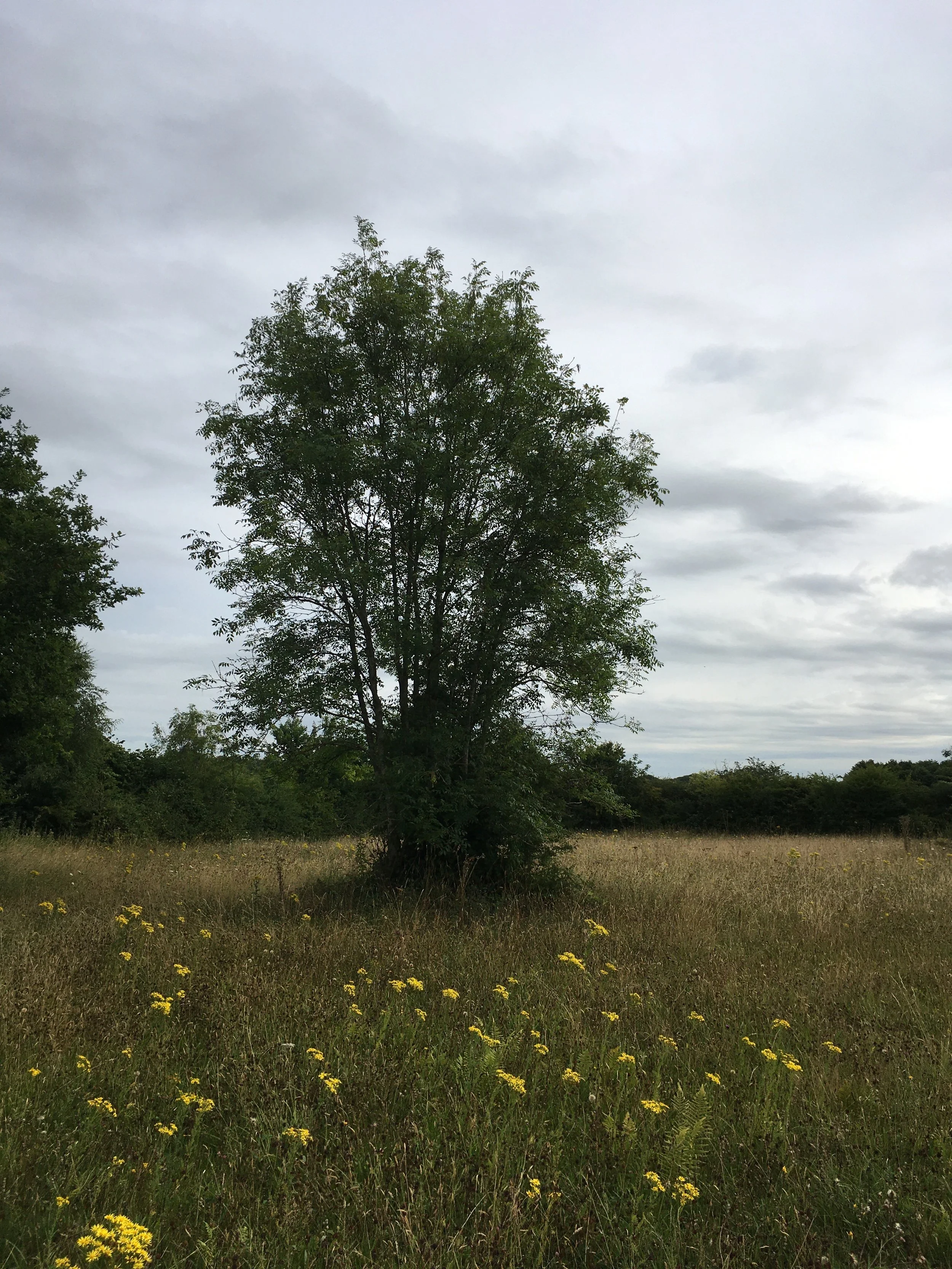 Coppiced ash — Suzanne Elson