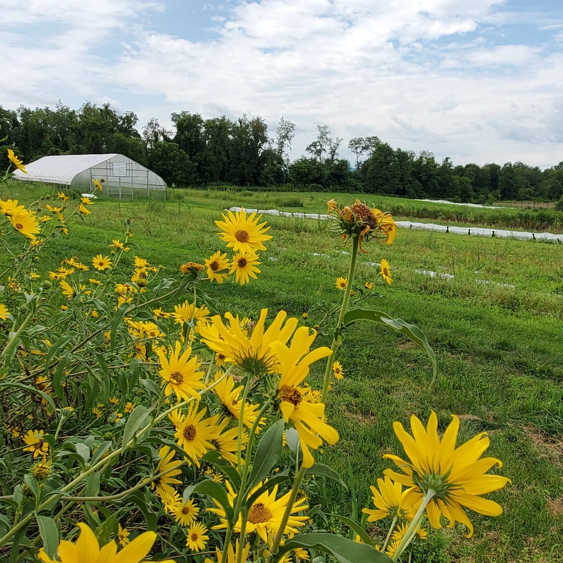 About Us — Common Ground Farm