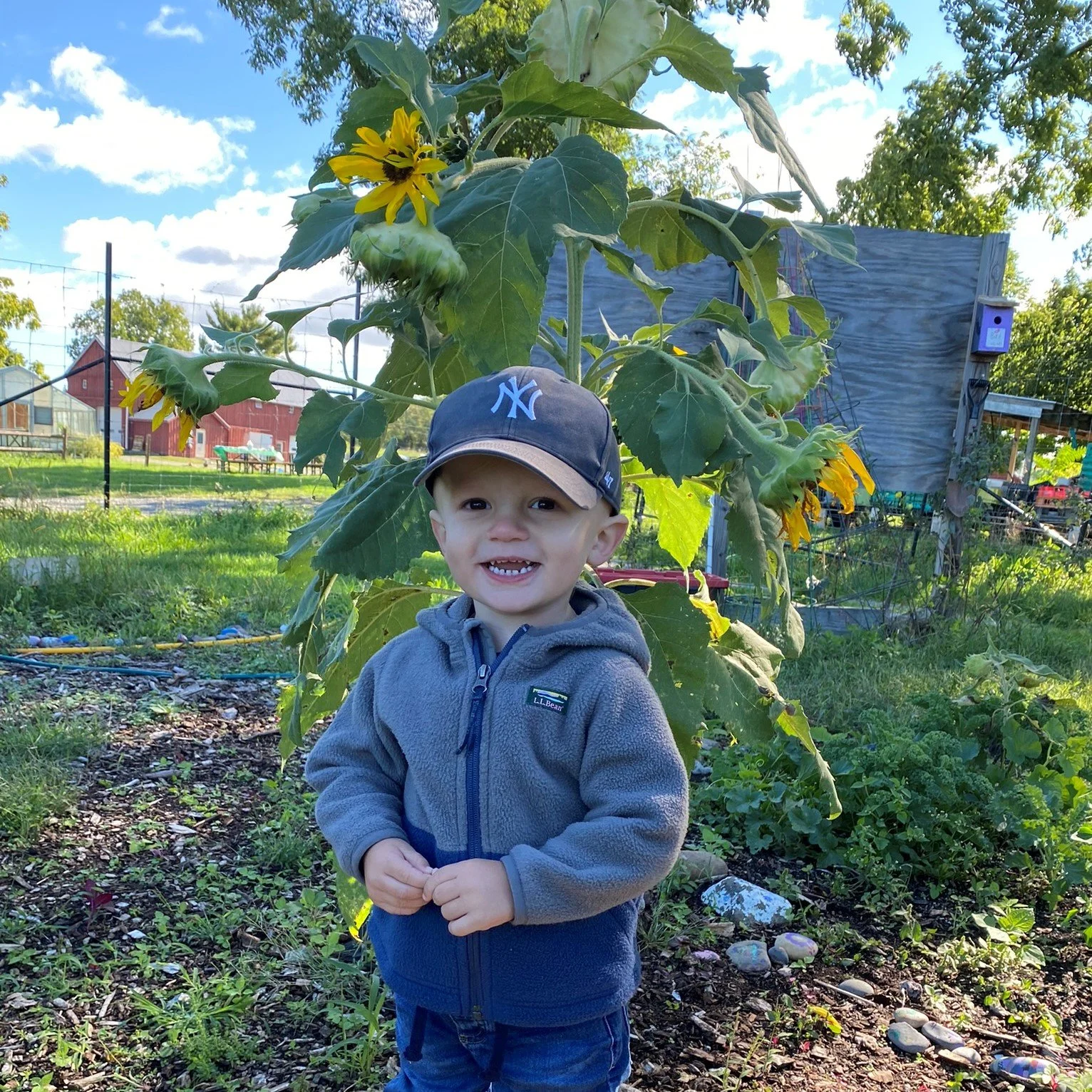 Preschool on the Farm — Common Ground Farm