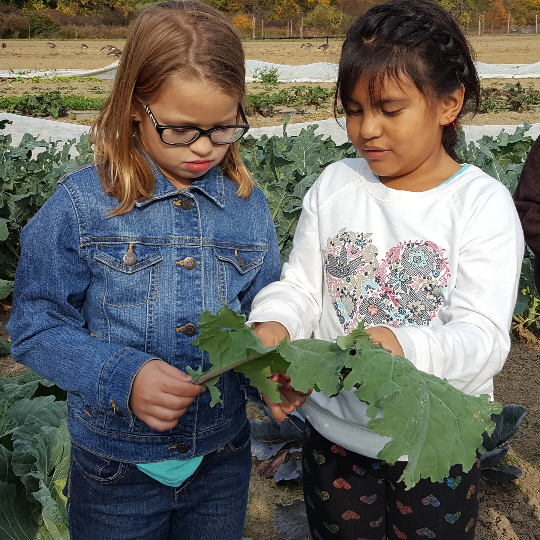 Programming for Schools — Common Ground Farm