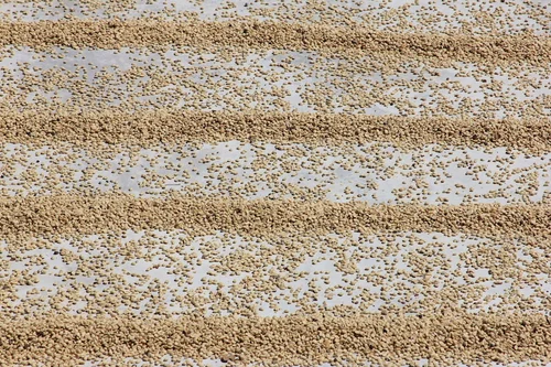 The Basics of Coffee Processing — Blue Bottle Coffee Lab