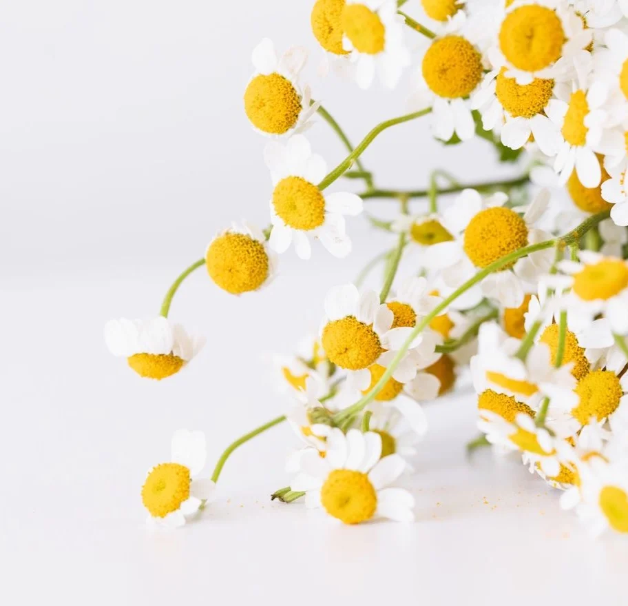 Spring Blend — Blue Bottle Coffee Lab