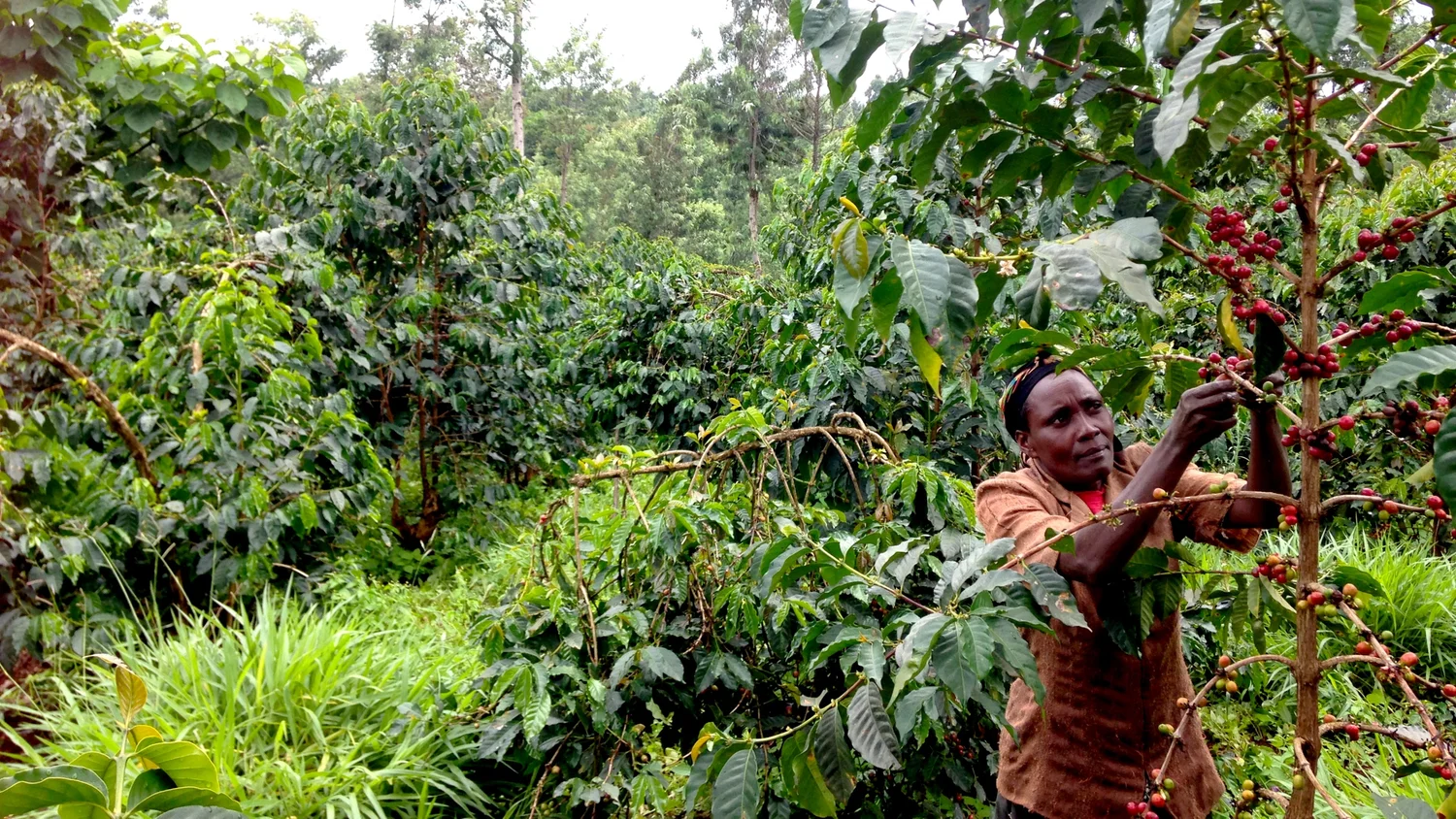 Origins: Kenya Coffee — Blue Bottle Coffee Lab