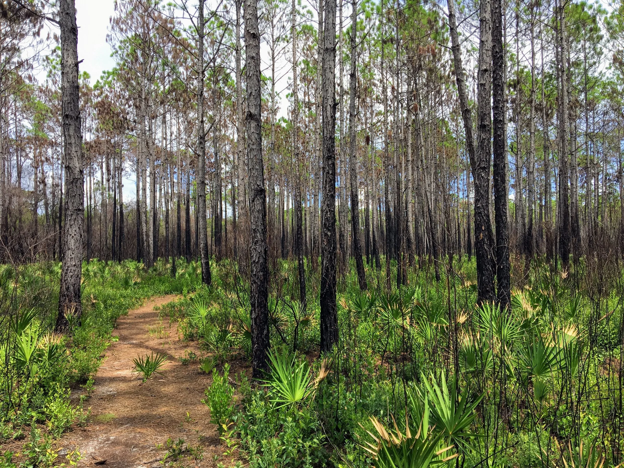 Point Washington State Forest - Seaside, Florida — UltraRunning ...