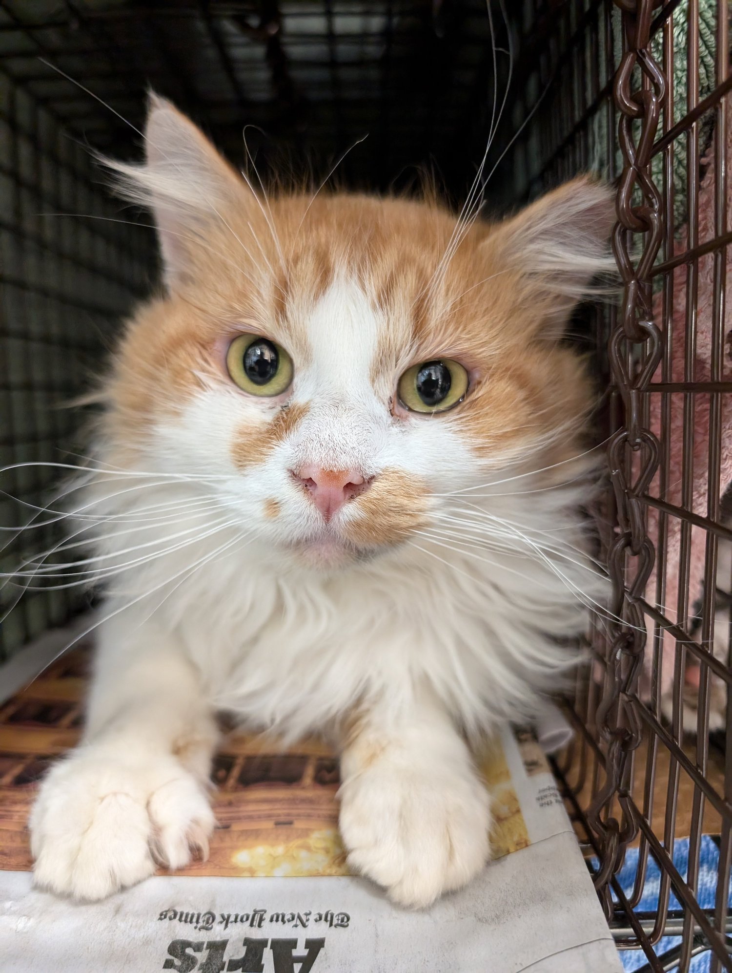 Community Cat Project for Homeless Cats (TNVR) — The Little Lion Foundation