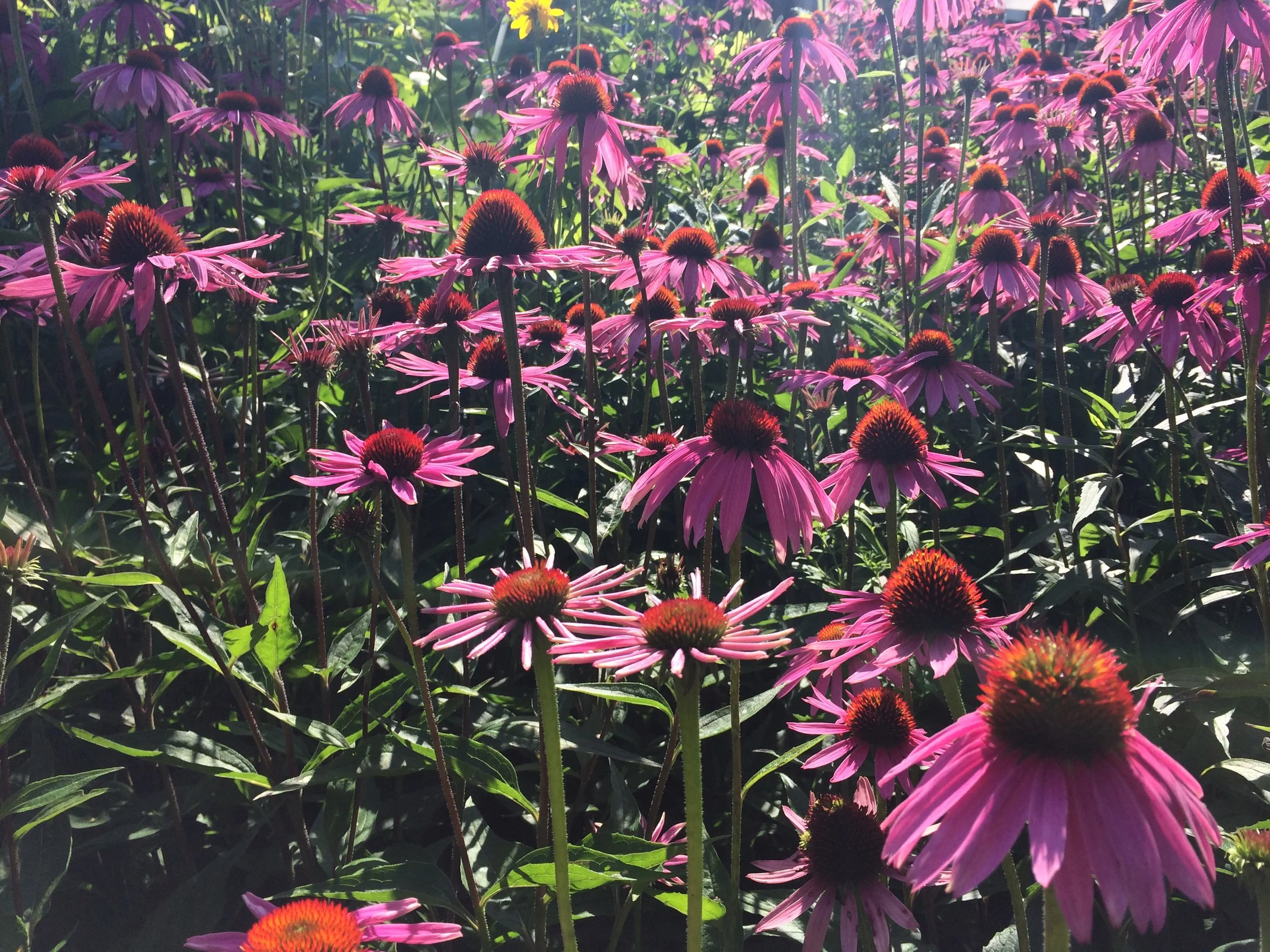 Introduction to Plant Communication — BRIGID'S WAY