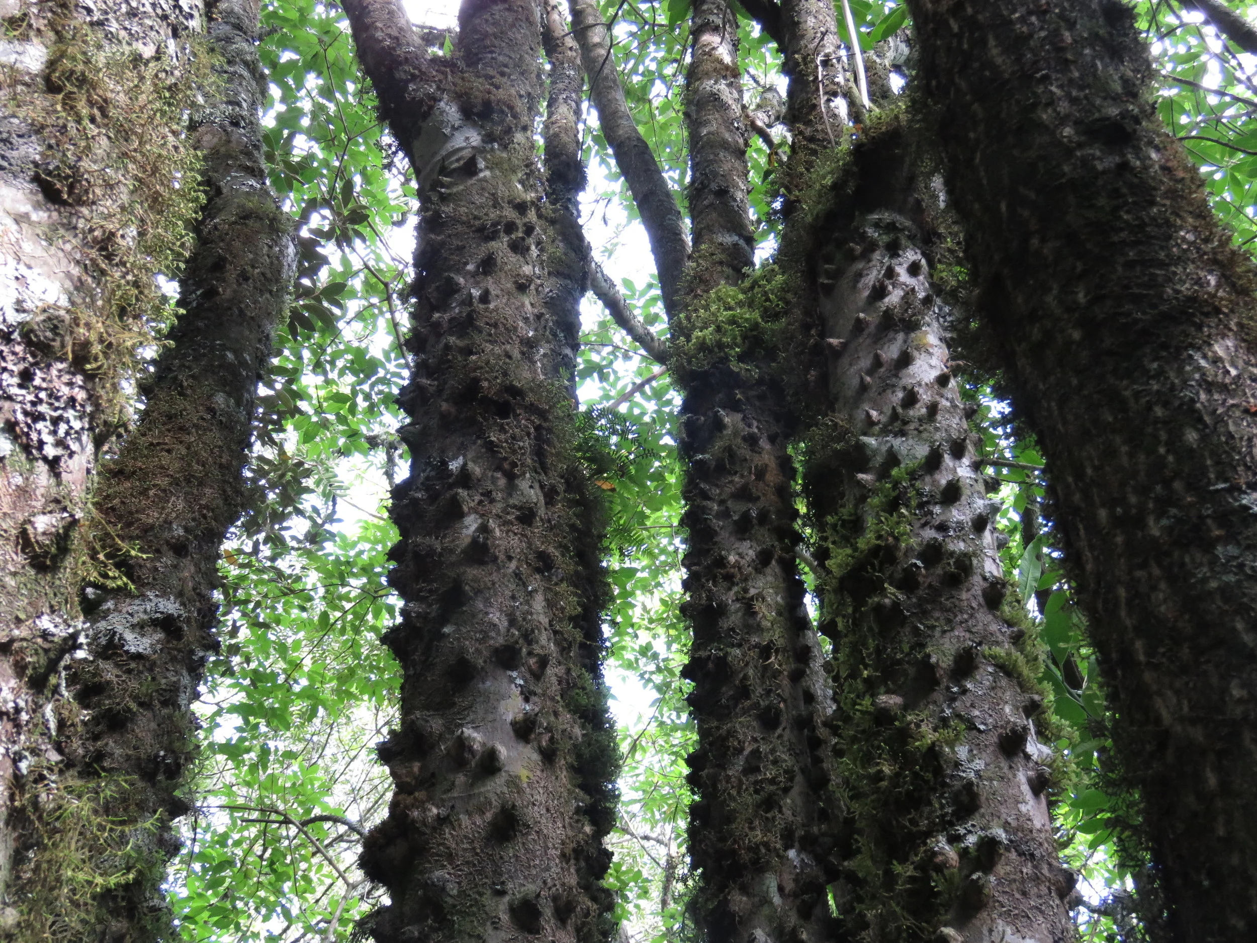 Vilca Spirit Essence: I AWAKEN TO REMEMBER — BRIGID'S WAY