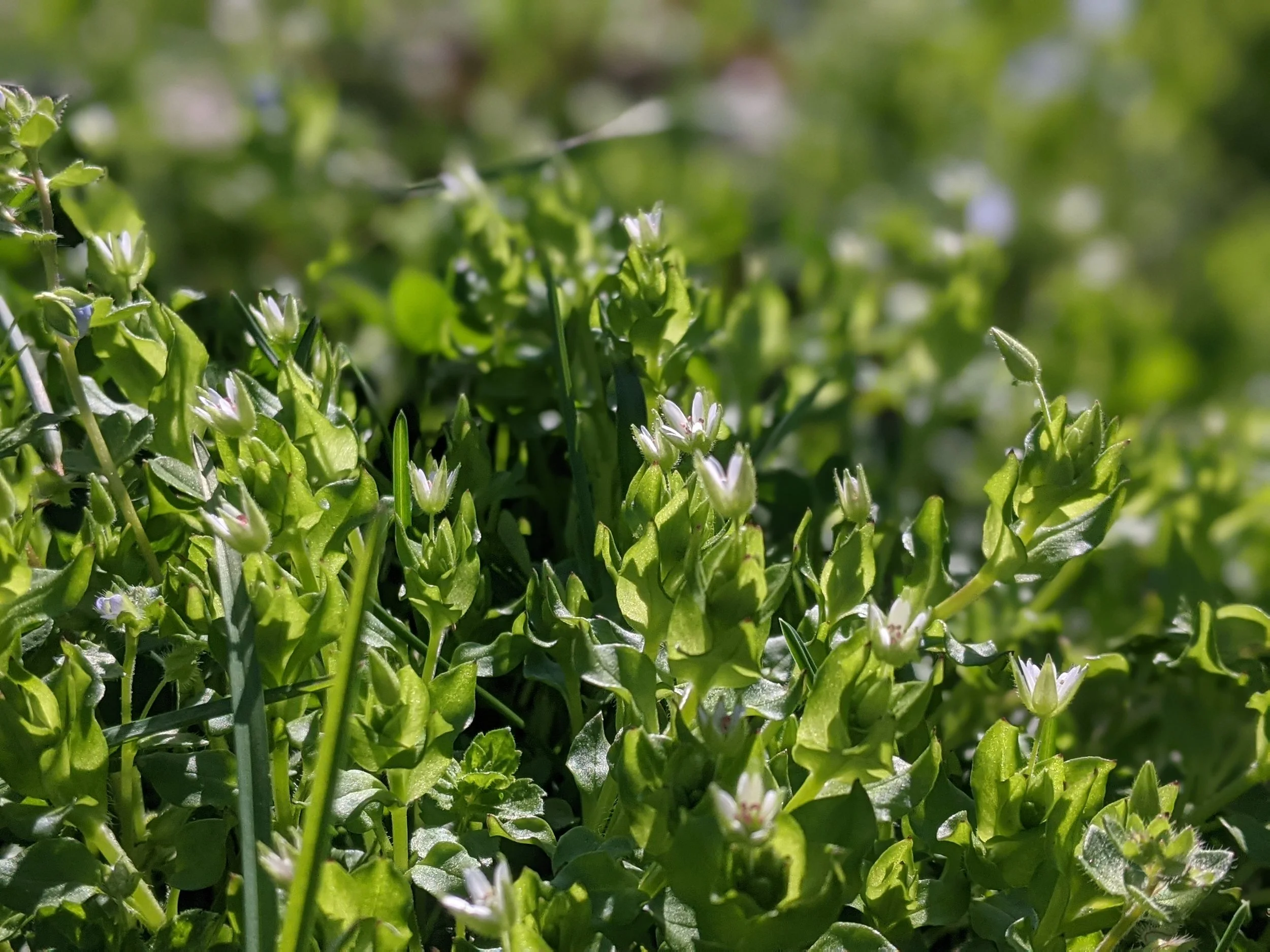 Chickweed Spirit Essence: I DELIGHT IN LIFE — BRIGID'S WAY
