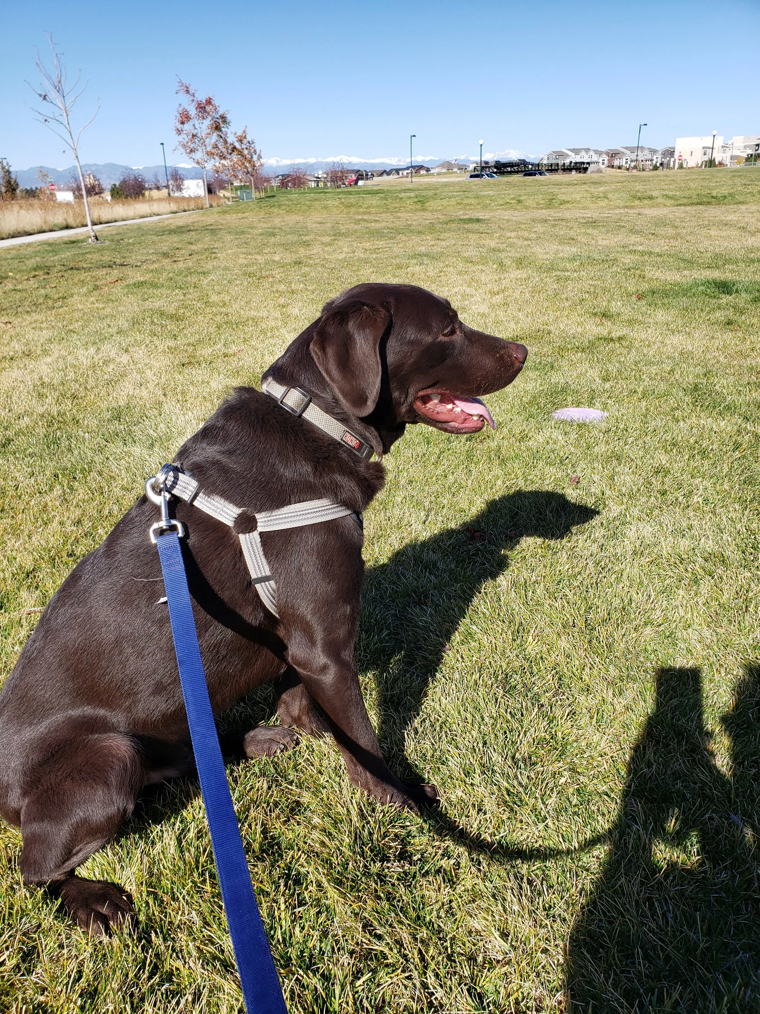 Gallery — Co-Pilot Dog Care | Park Hill, Denver, Colorado