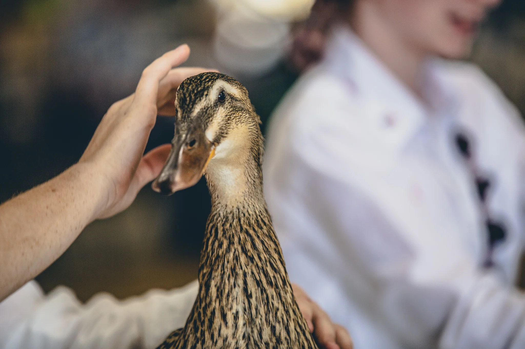 2019 - Monday — The Perry County Fairgrounds