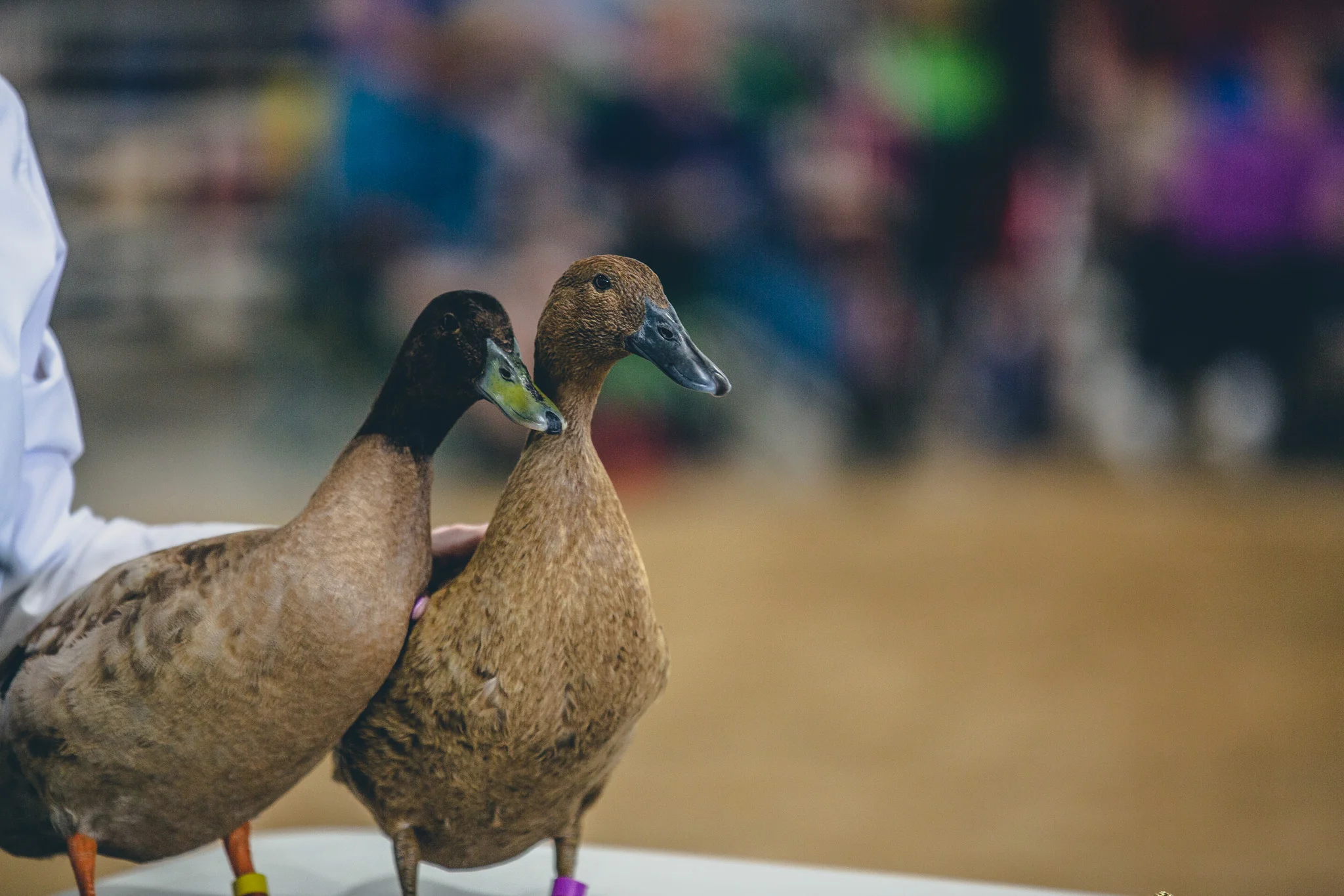 2019 - Monday — The Perry County Fairgrounds