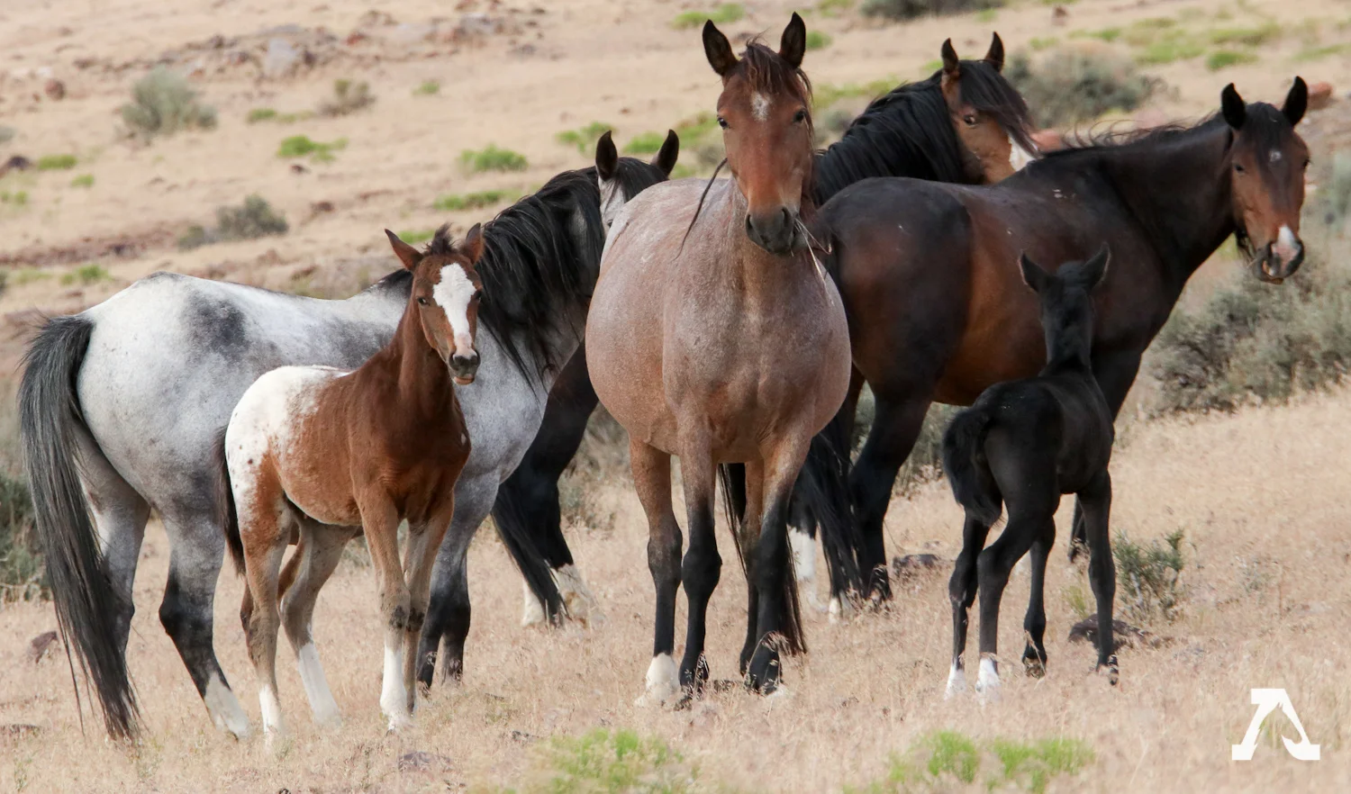 Five amazing places to see wild horses — Wild Nevada