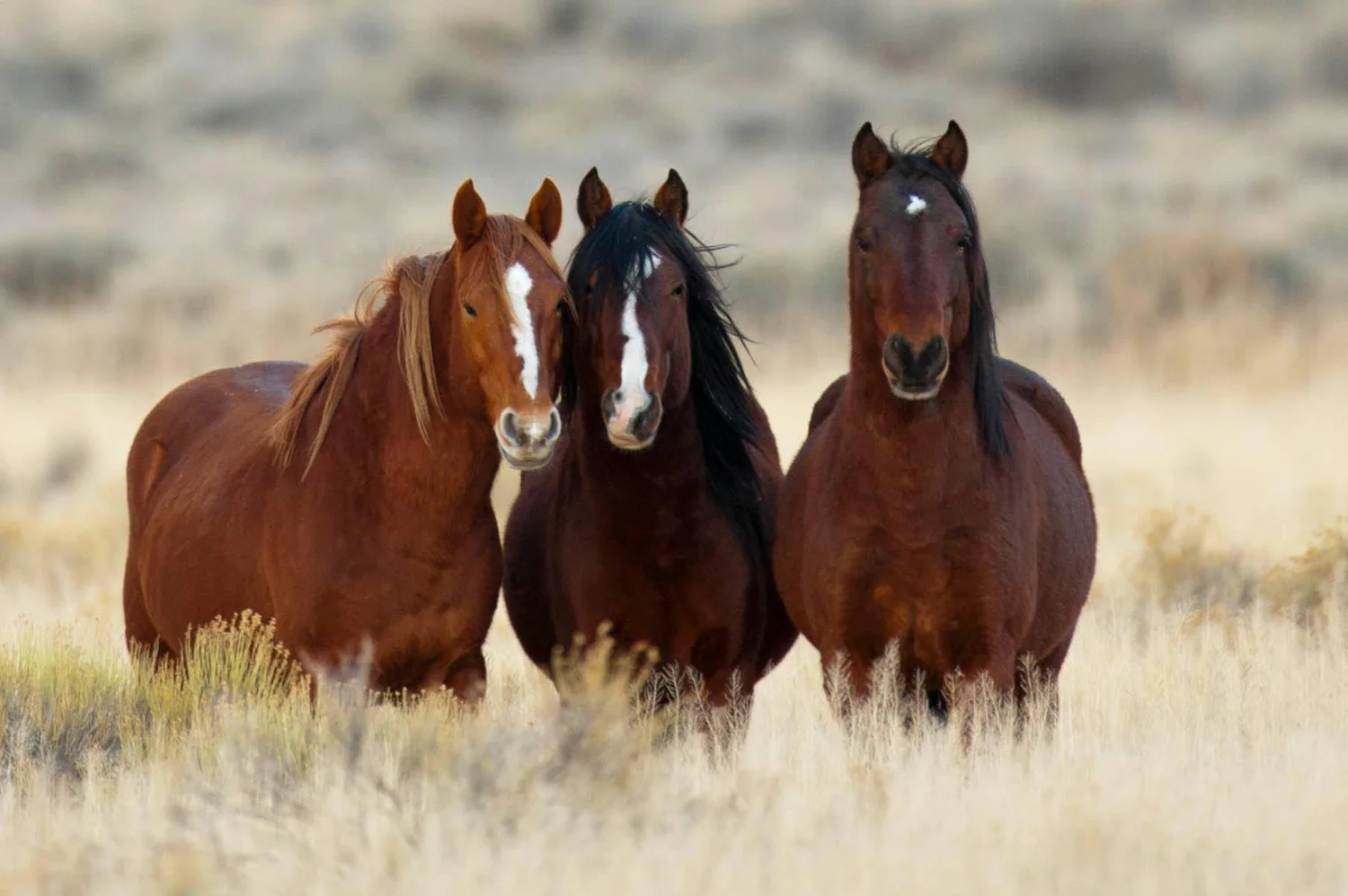 Five amazing places to see wild horses — Wild Nevada