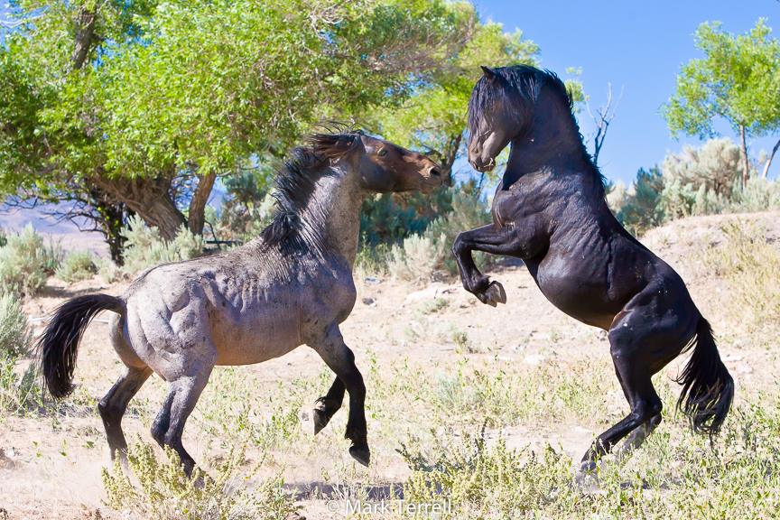 Five amazing places to see wild horses — Wild Nevada