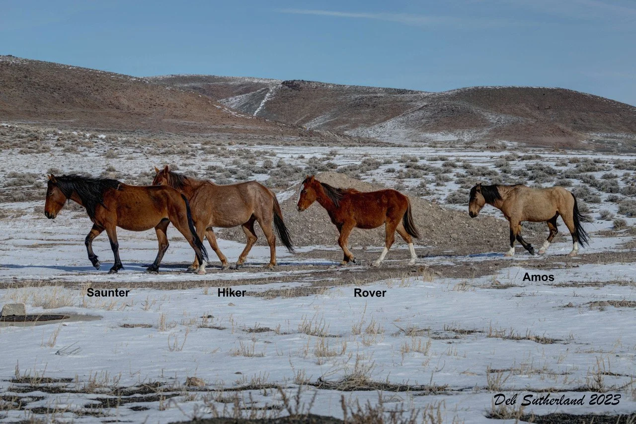 Monthly Highlights — Wild Nevada