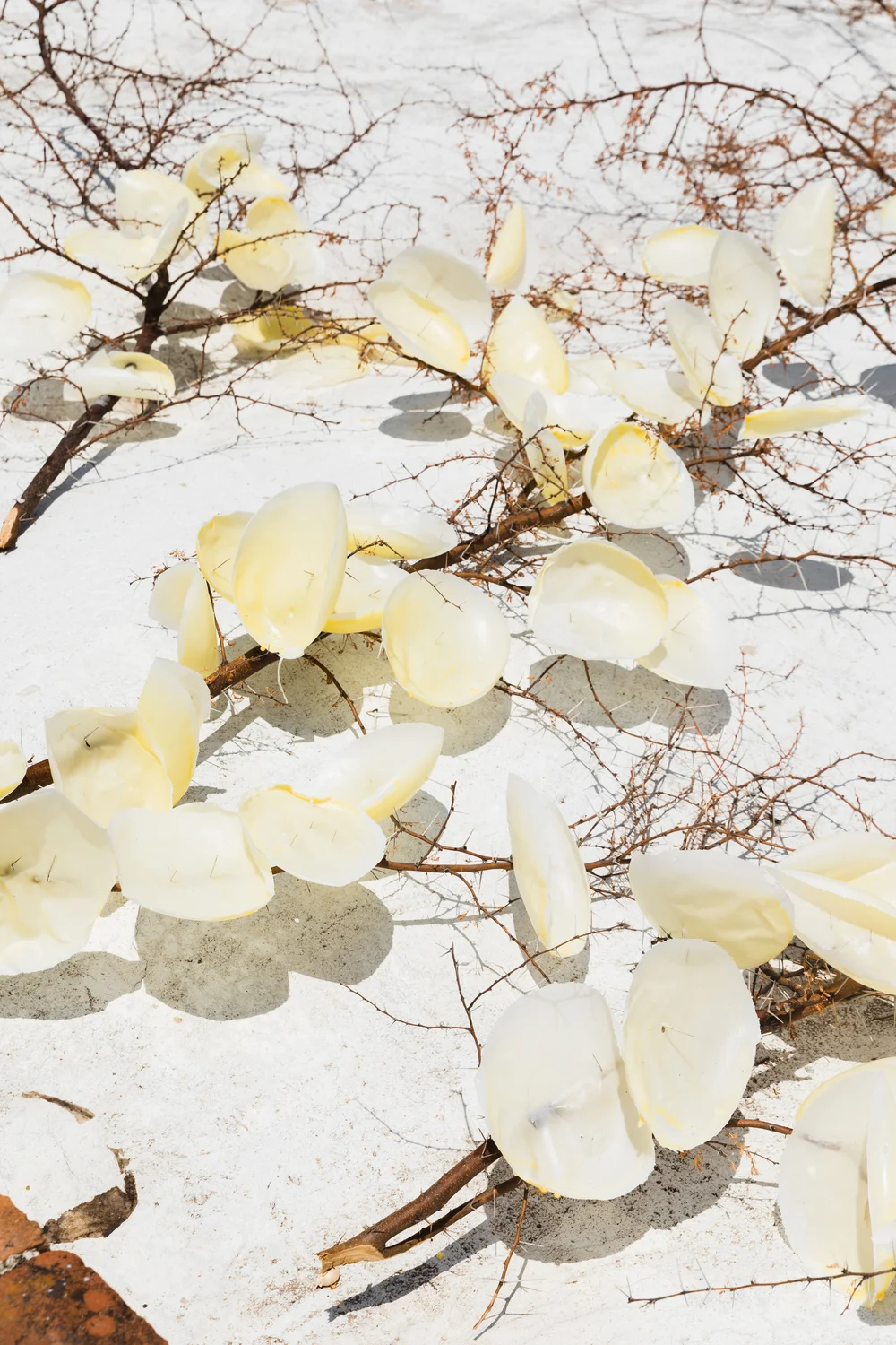 Oaxaca's Flowers — Lodestars Anthology