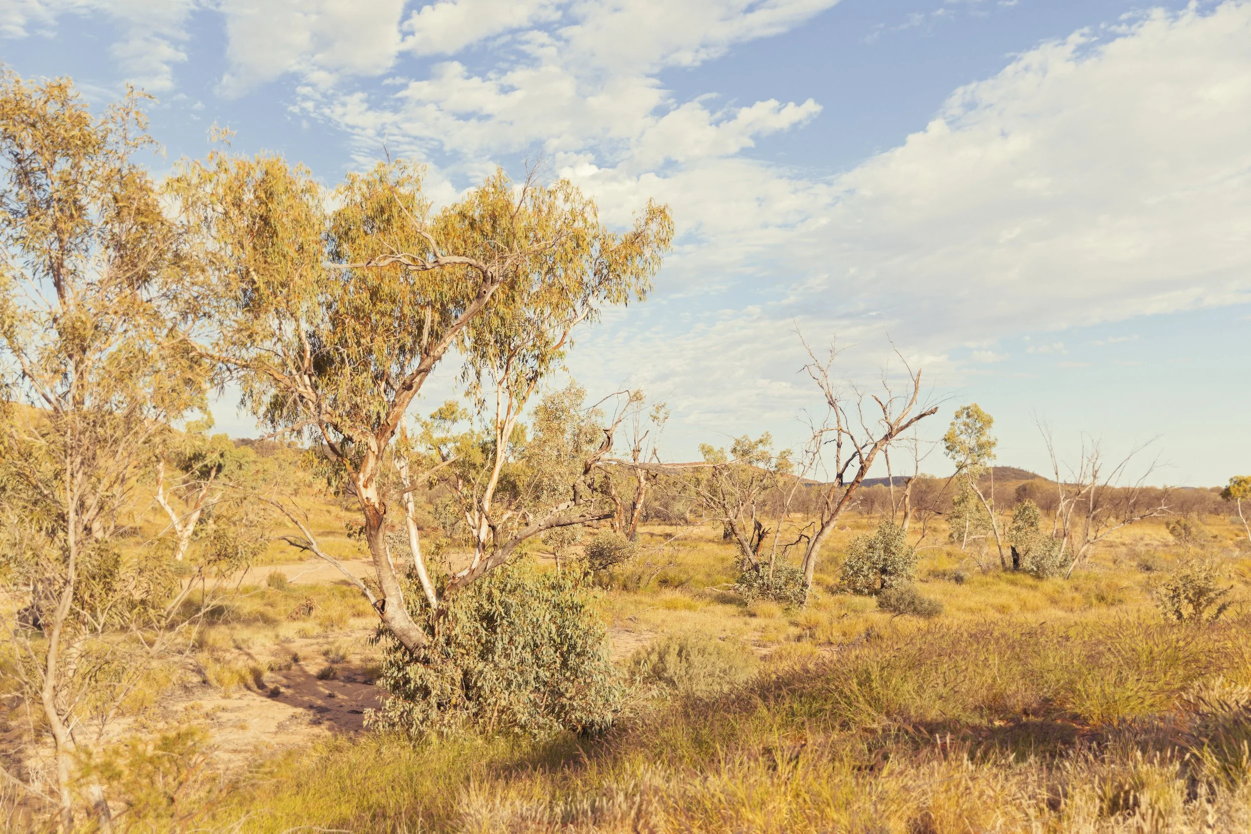 A Sunburnt Country — Lodestars Anthology