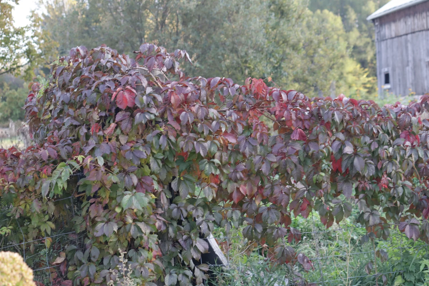 12 Native Vines For Ontario Gardens — In Our Nature