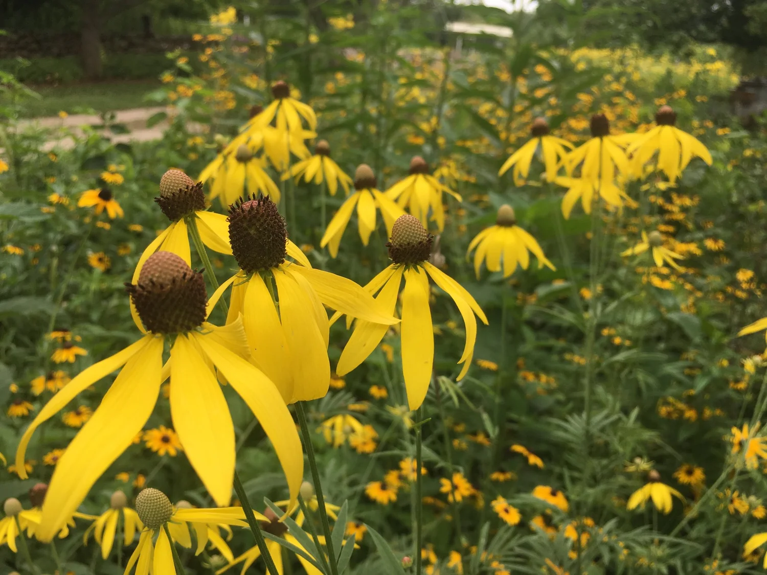 Best Ontario Native Plants For Clay Soil — In Our Nature