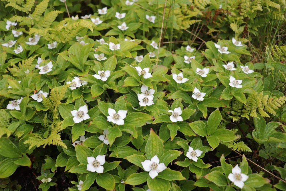 Top Native Ontario Shrubs For Your Garden — In Our Nature
