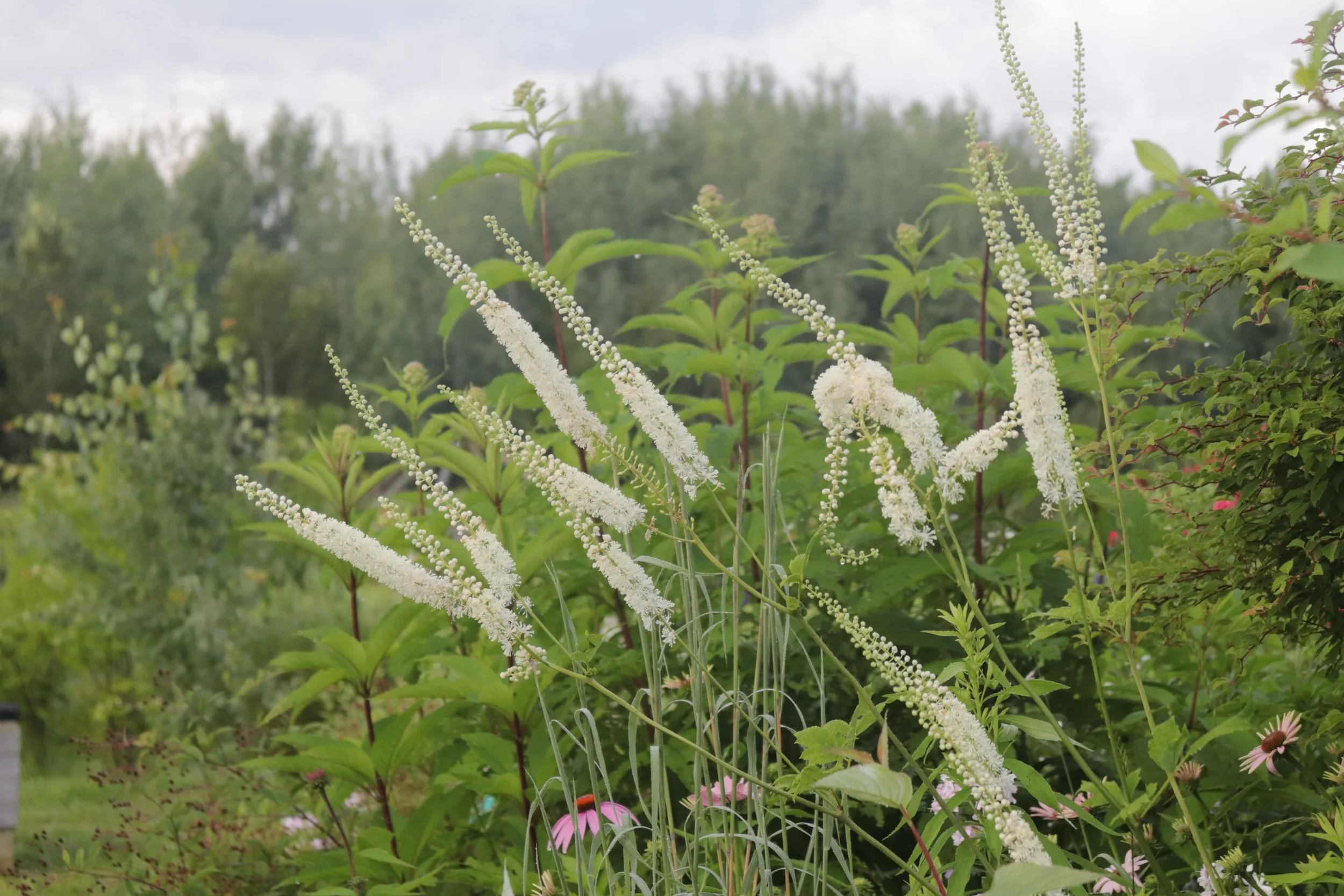 Deer & Rabbit Resistant Native Plants — In Our Nature