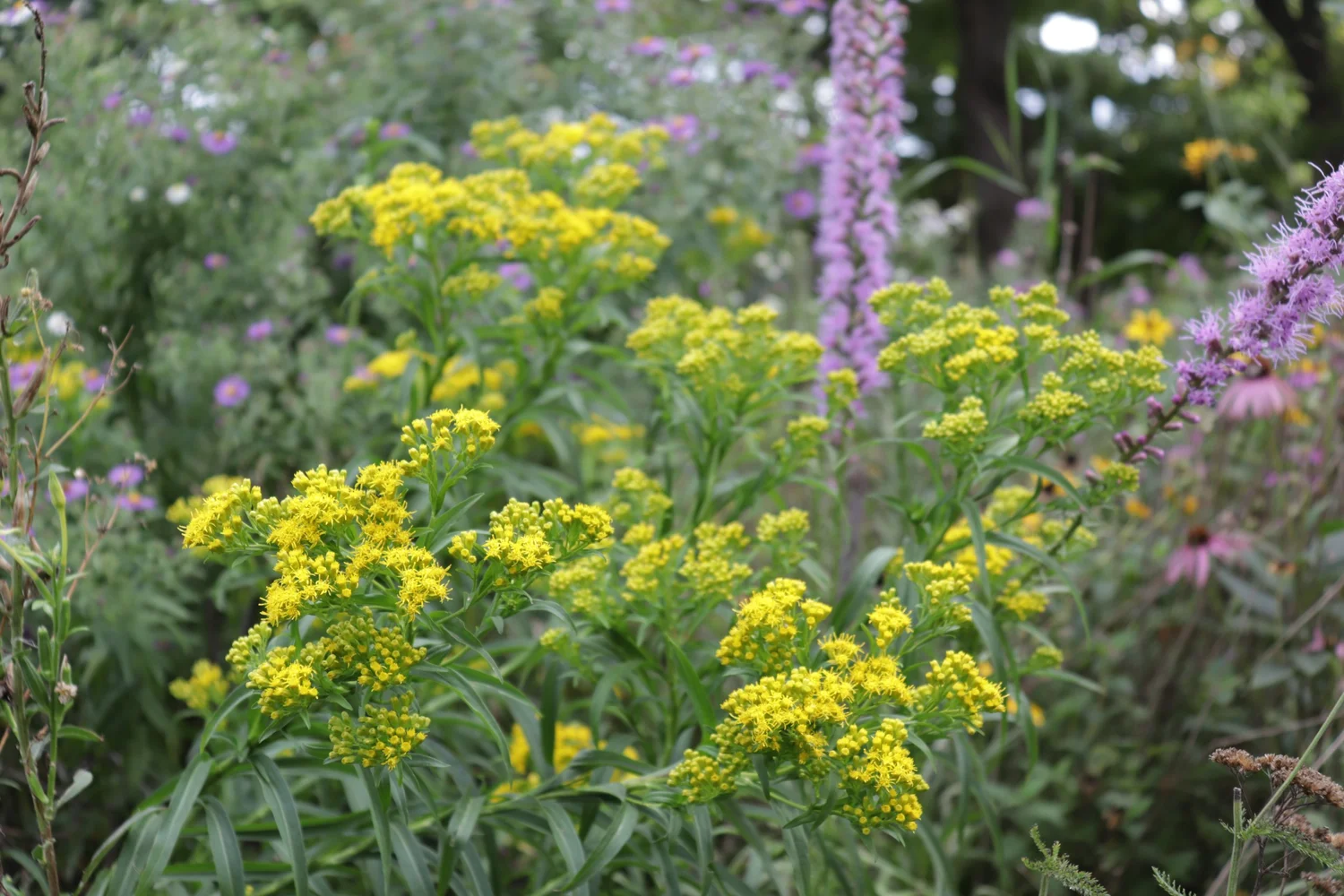 Native Goldenrods for Ontario Gardens | In Our Nature — In Our Nature