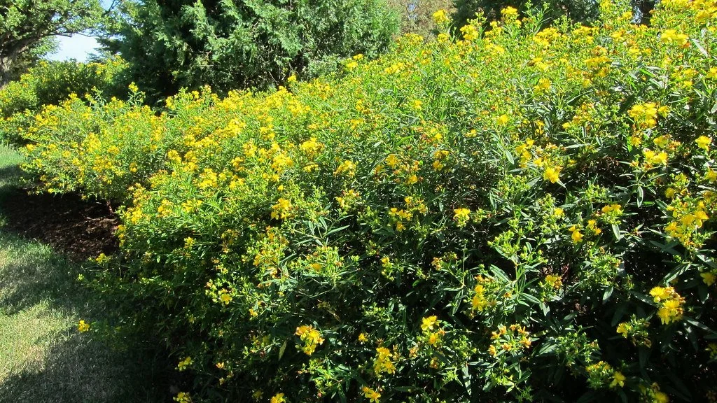 Best Native Shrubs for Ontario Gardeners — In Our Nature