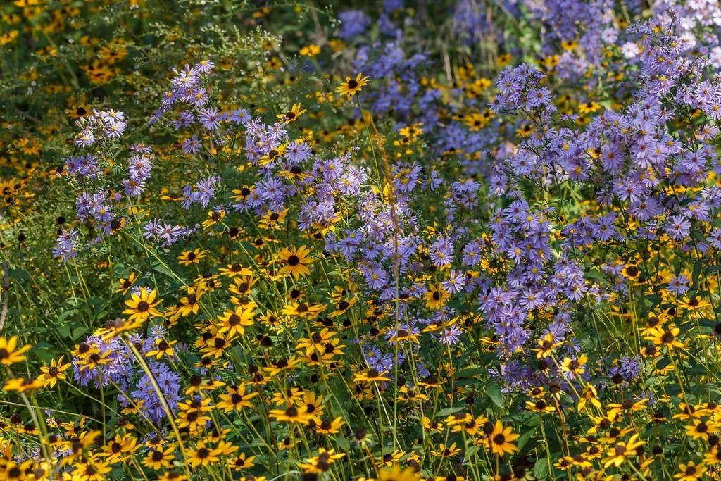 Native Asters for Ontario Gardens | In Our Nature — In Our Nature