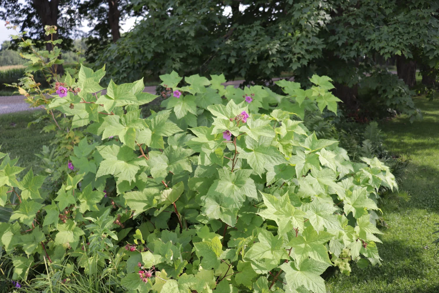 Native Plants for Shade | Ontario — In Our Nature