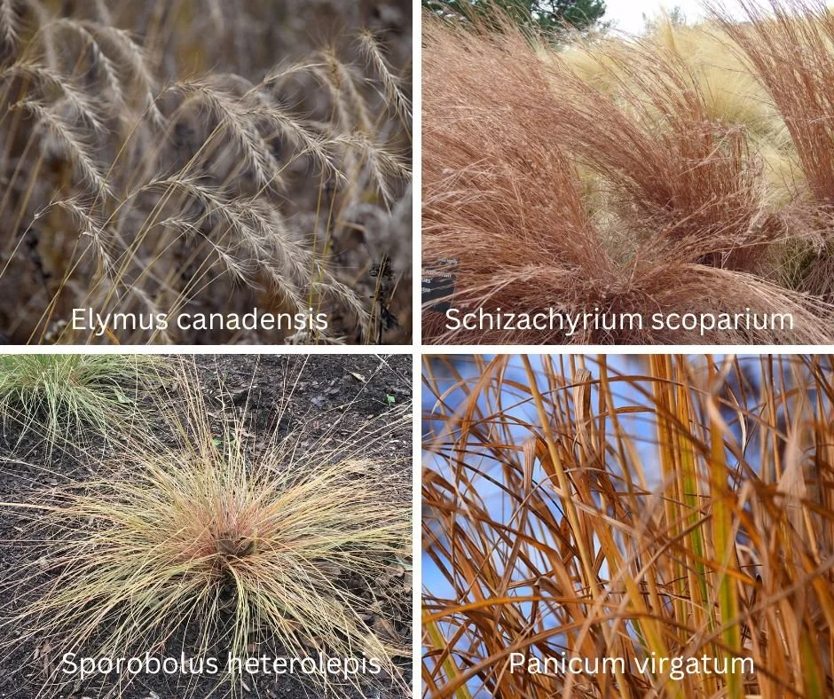 Designing Gardens For Winter Interest — In Our Nature