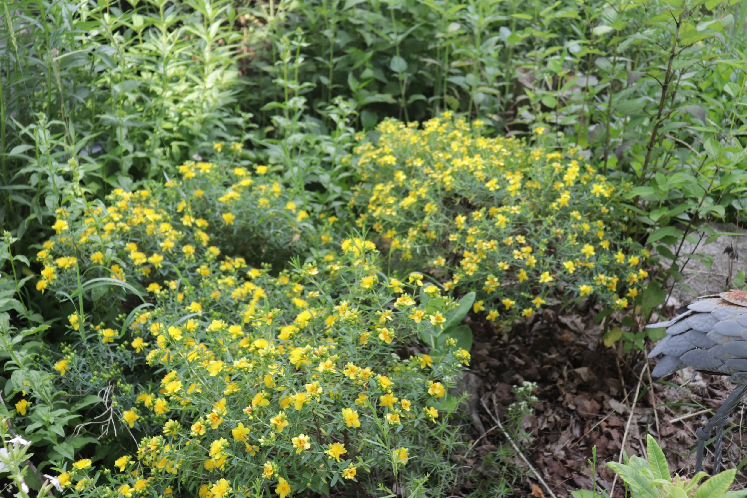 Native Ontario Shrubs For Your Garden — In Our Nature