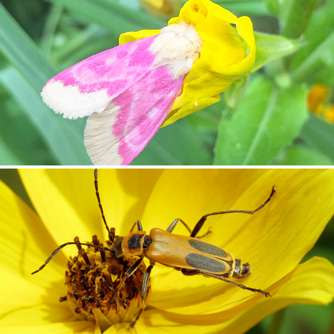 When to Clean Up Your Wildlife Garden — In Our Nature