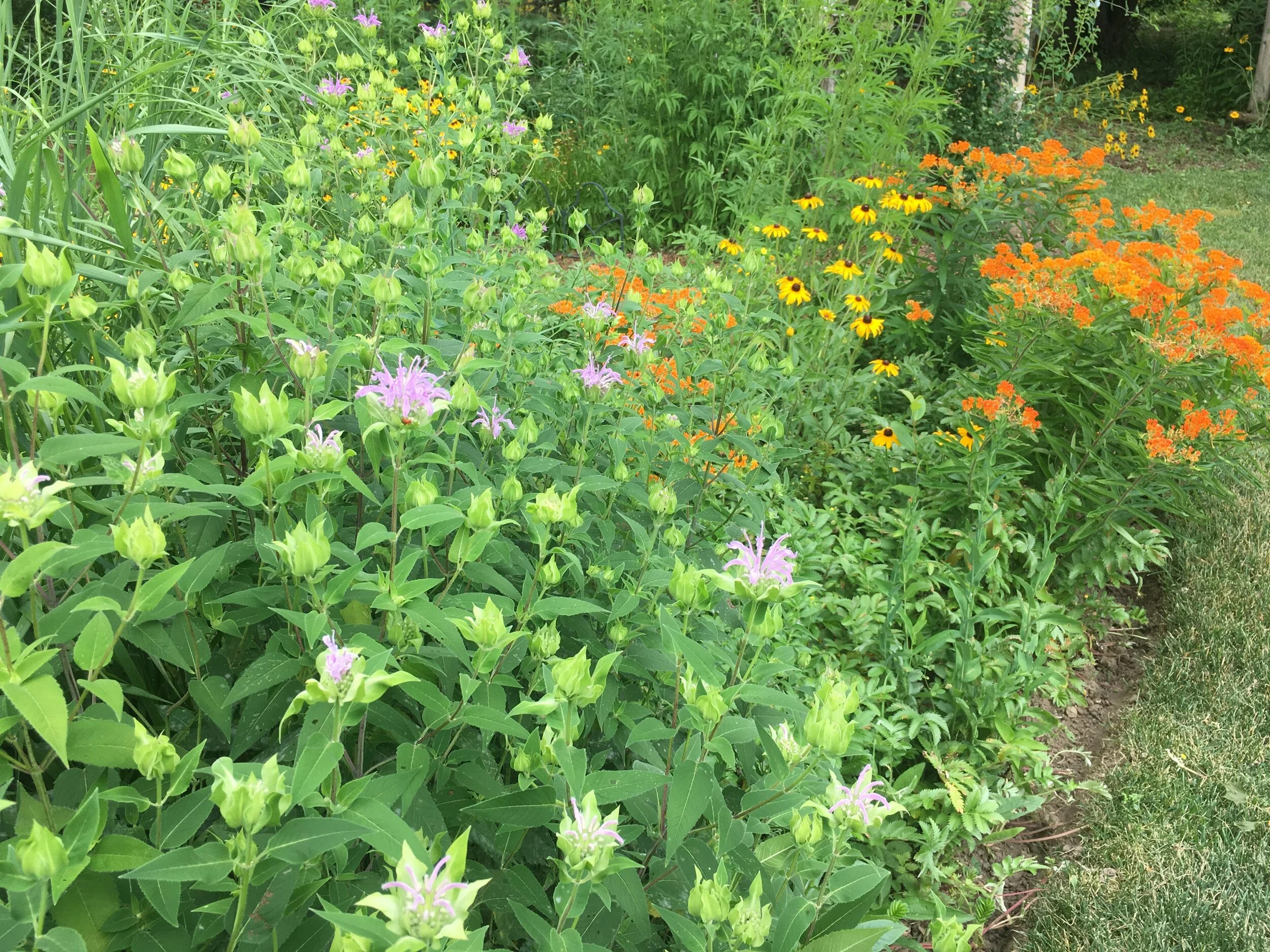 Shop Ontario Native Plants | In Our Nature — In Our Nature