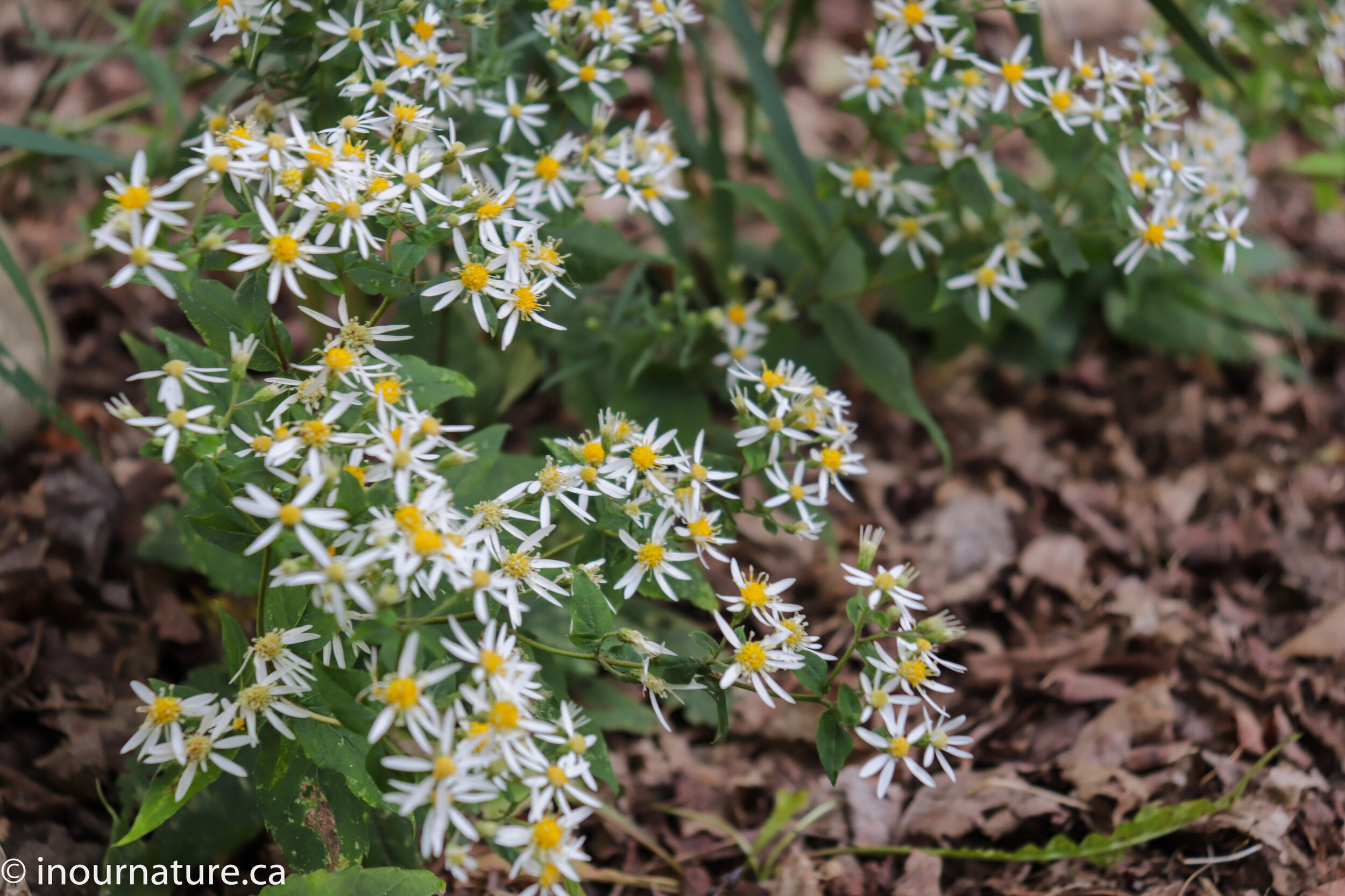 Native Asters for Ontario Gardens | In Our Nature — In Our Nature