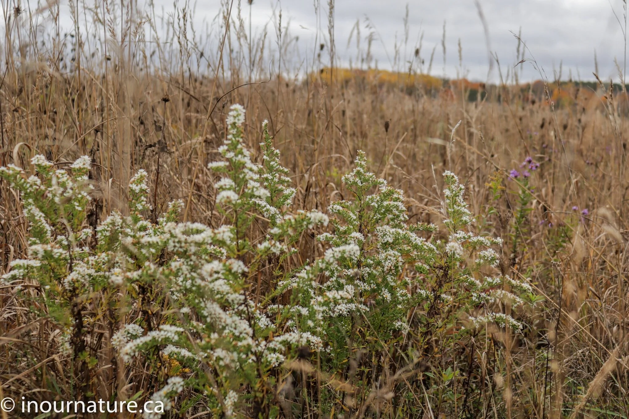 Native Asters for Ontario Gardens | In Our Nature — In Our Nature
